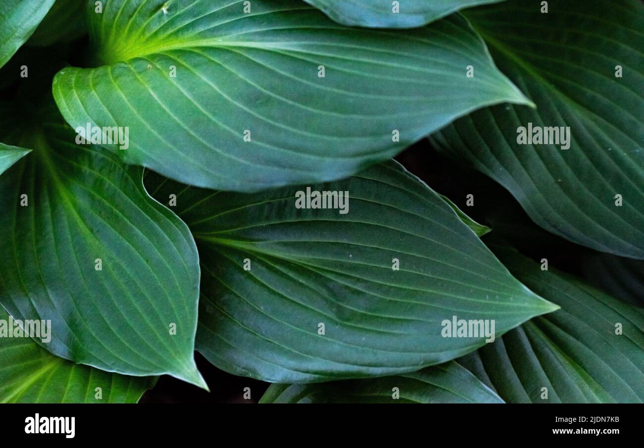 A hosta funkia plant in close-up. A plant with large leaves. Leaf ...