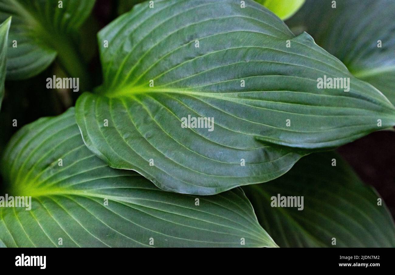 A hosta funkia plant in close-up. A plant with large leaves. Leaf ...