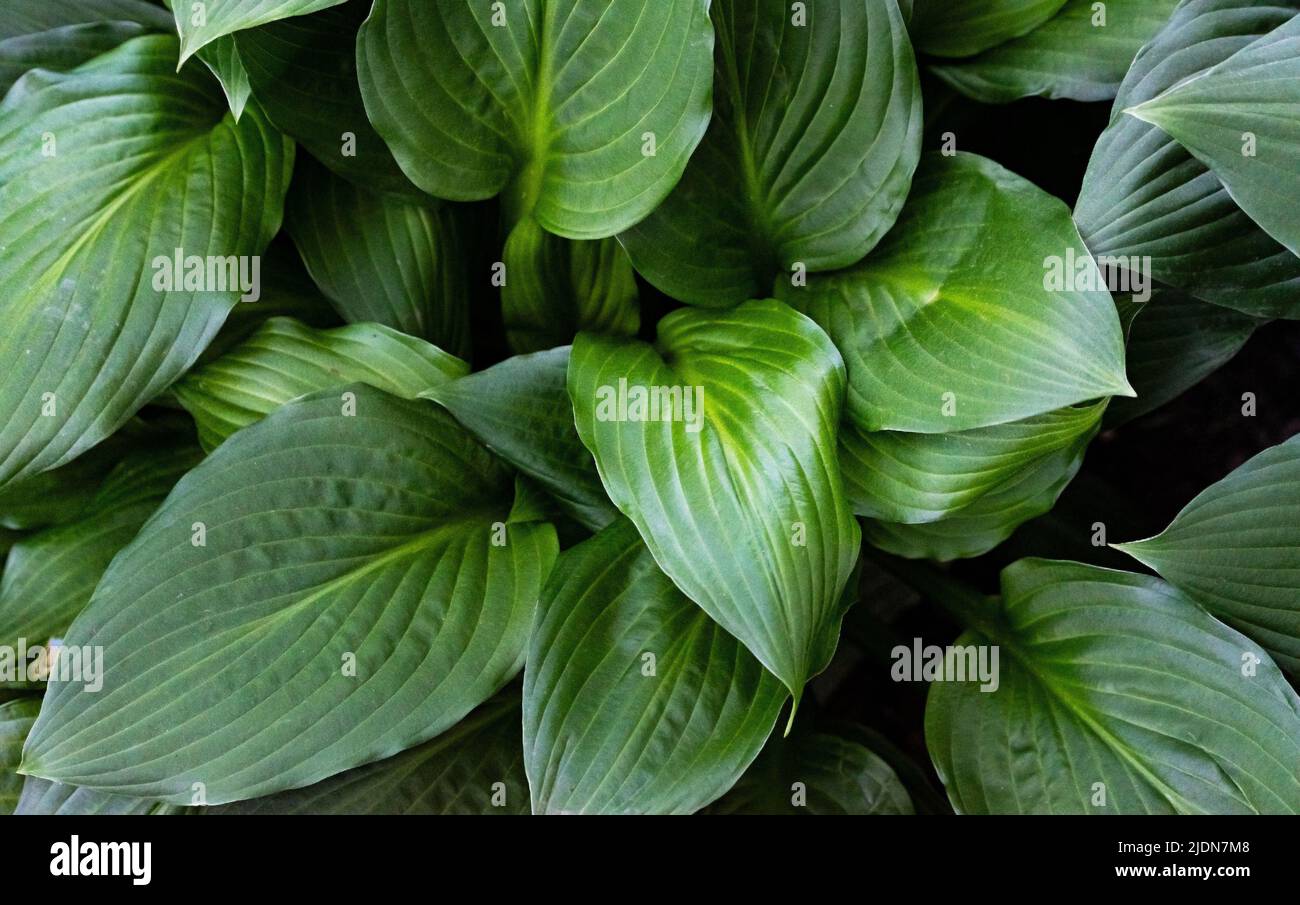 A hosta funkia plant in close-up. A plant with large leaves. Leaf ...