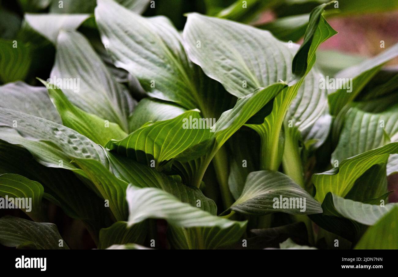 A hosta funkia plant in close-up. A plant with large leaves. Leaf ...