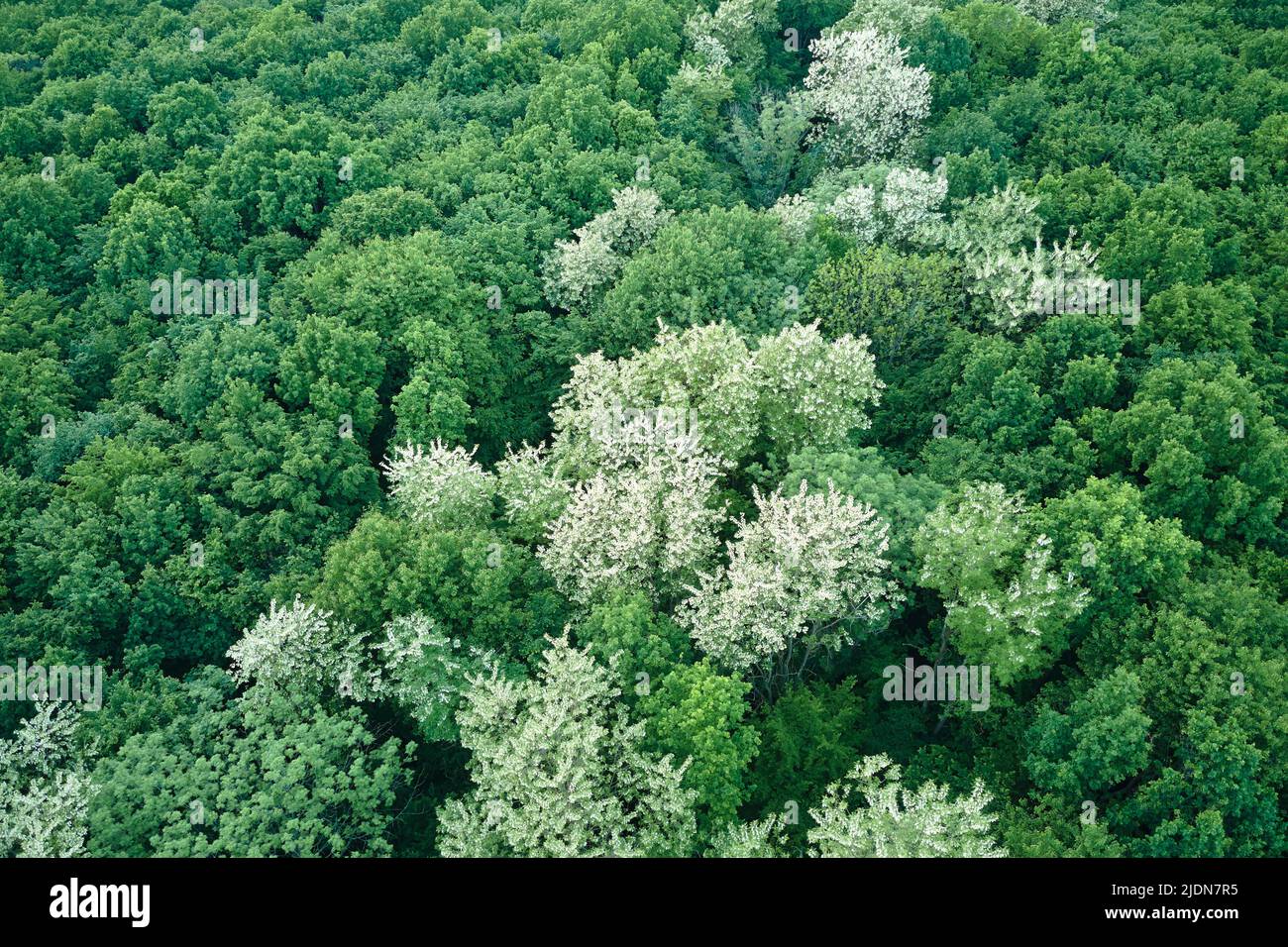 Top down flat aerial view of dark lush forest with blooming green trees ...