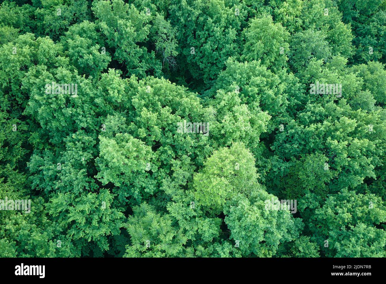 Top down flat aerial view of dark lush forest with green trees canopies ...