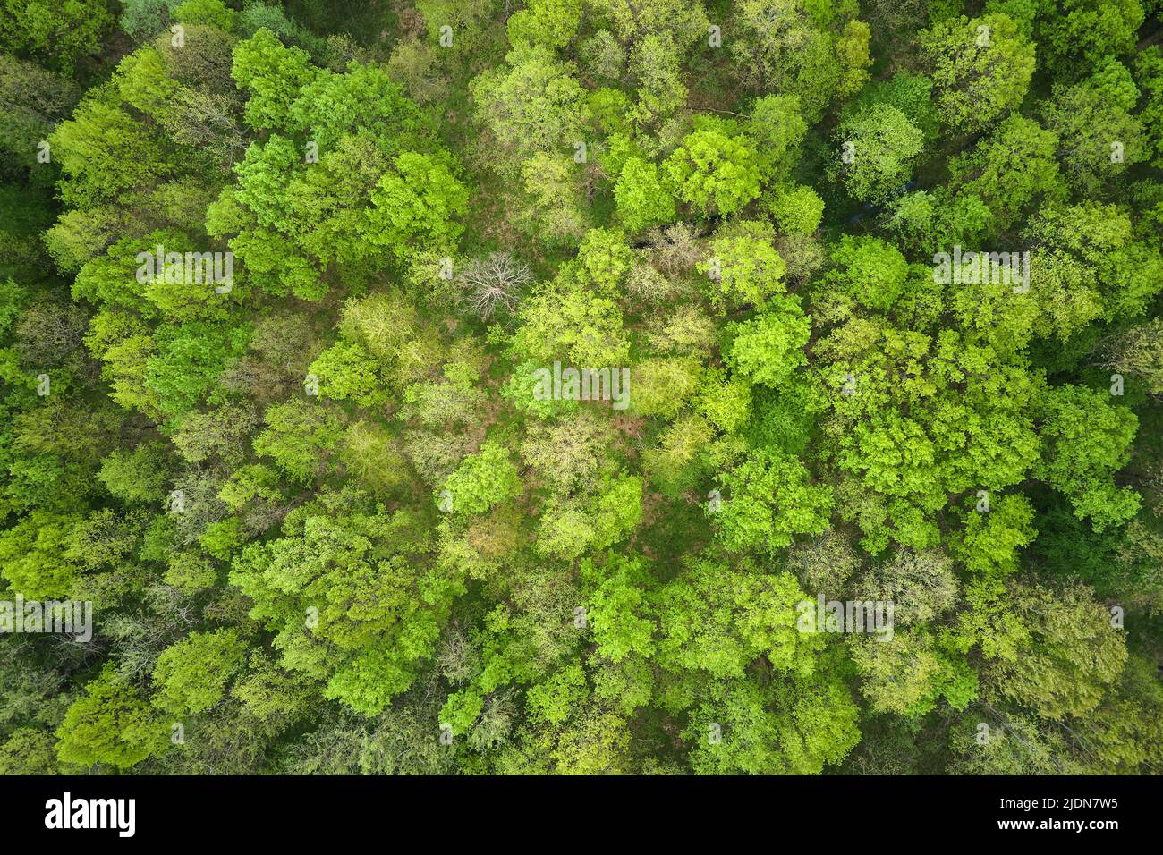Rainforest canopies hi-res stock photography and images - Alamy