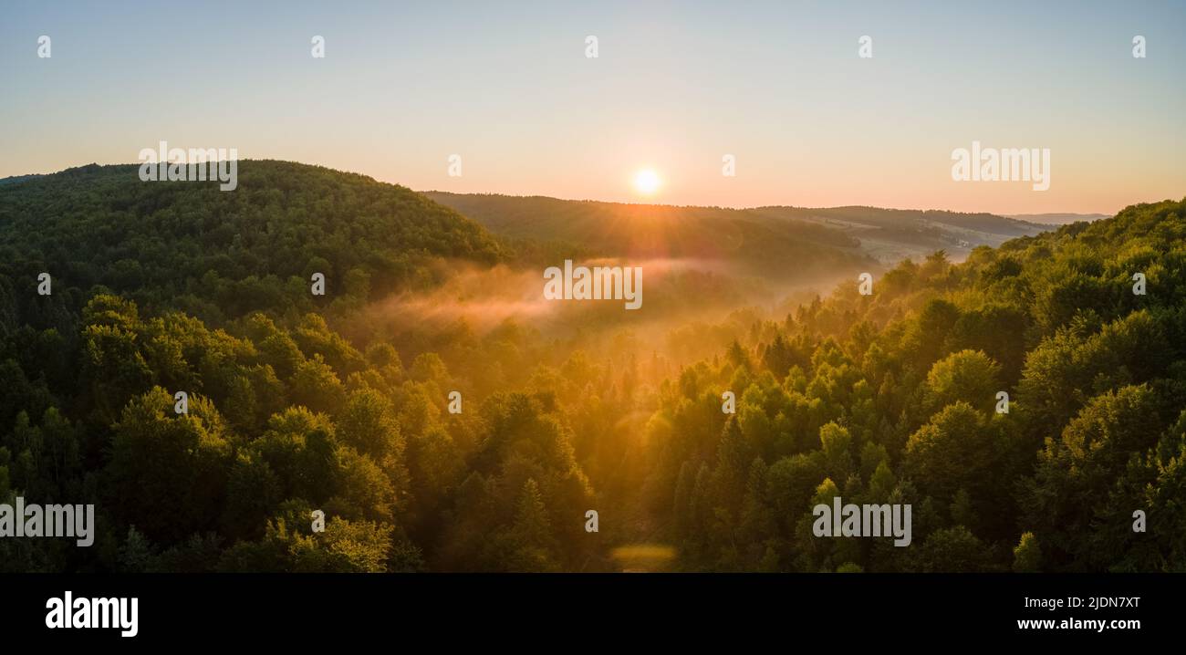 Vibrant foggy morning over dark forest trees at bright summer sunrise ...