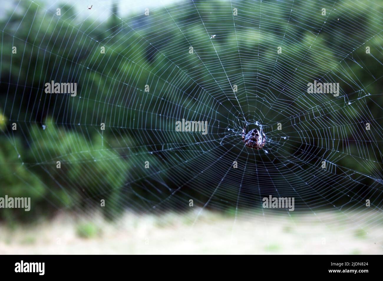 Web in nature hi-res stock photography and images - Alamy