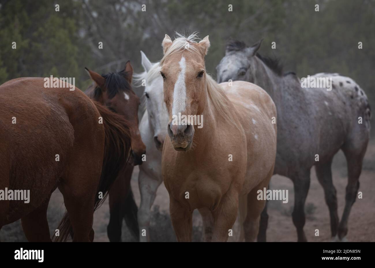 colorful herd of ranch horses running down a dusty road. Being driven ...