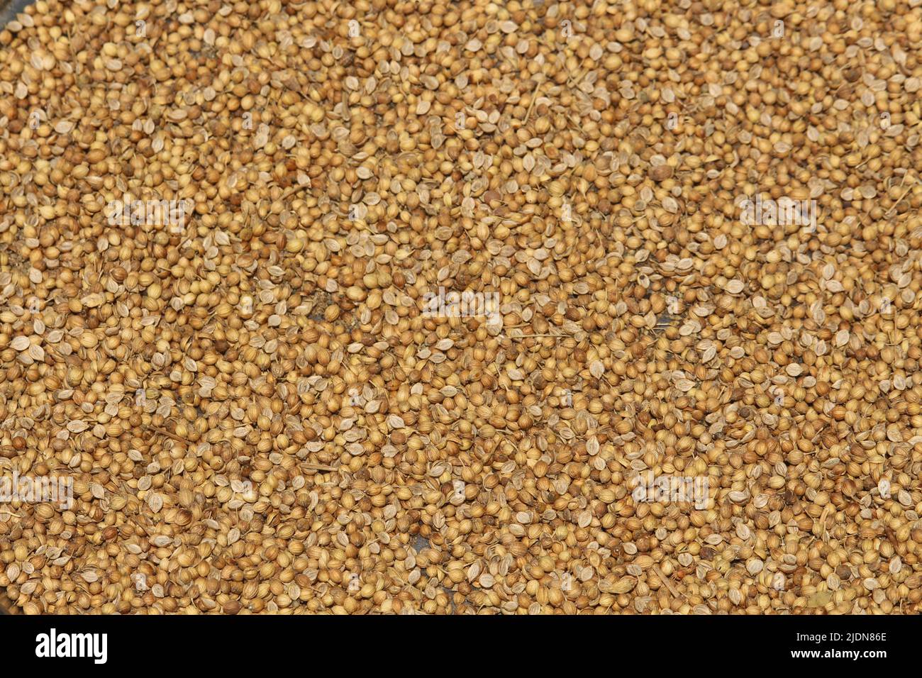 Coriander seeds split hi-res stock photography and images - Alamy