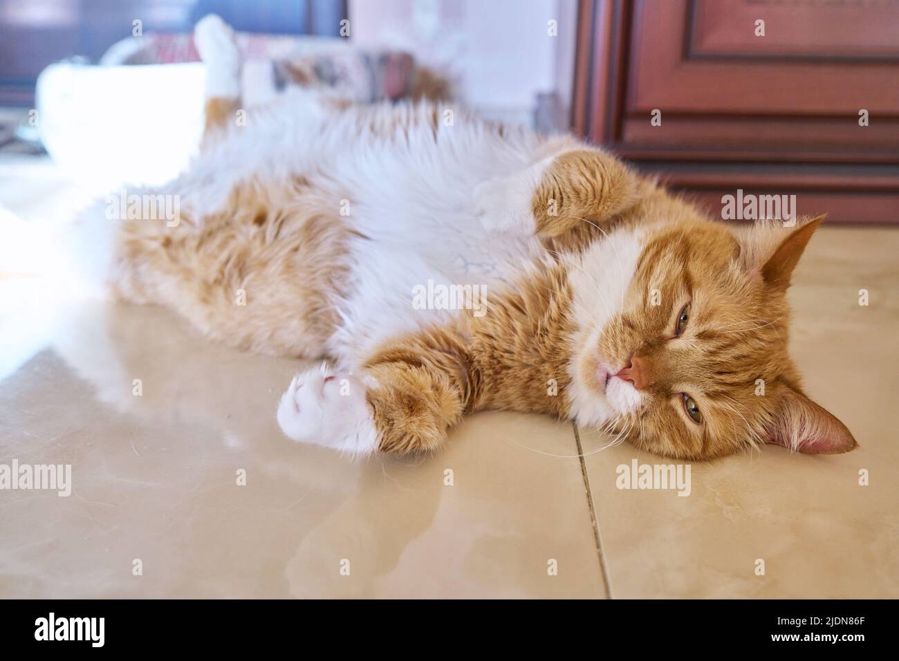 Old funny ginger cat sleeping on back, pet lying on floor at home Stock ...