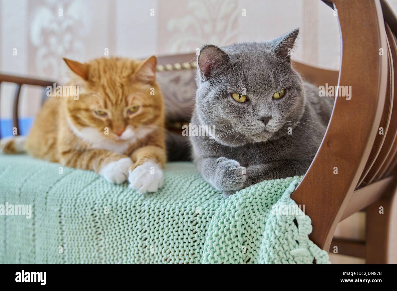 Two tabby cats laying together hi-res stock photography and images - Alamy
