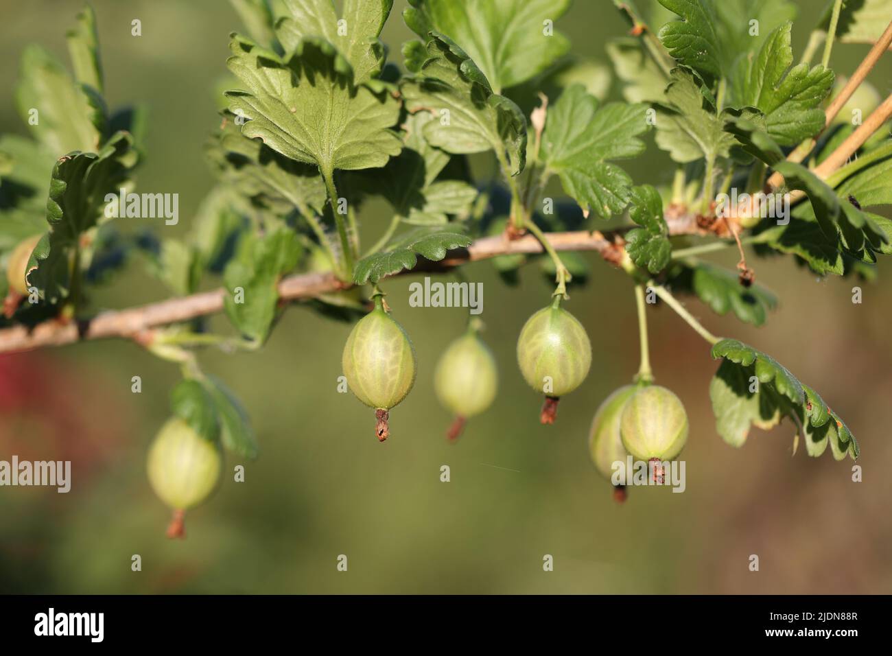gooseberry in the garden in beautiful sunlight ready to eat or harvest ...