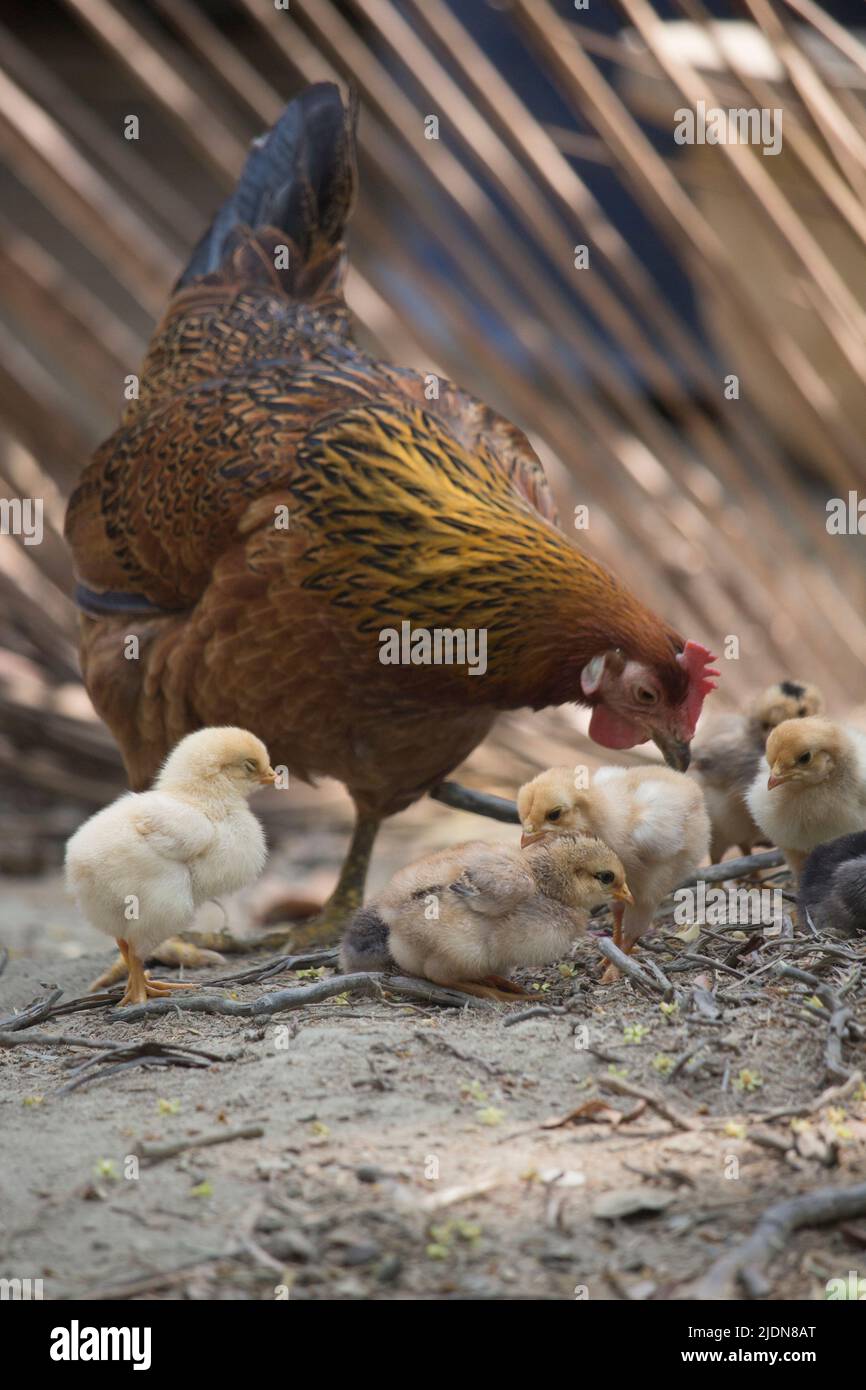 Bird feeding newborn baby chicks hi-res stock photography and images ...