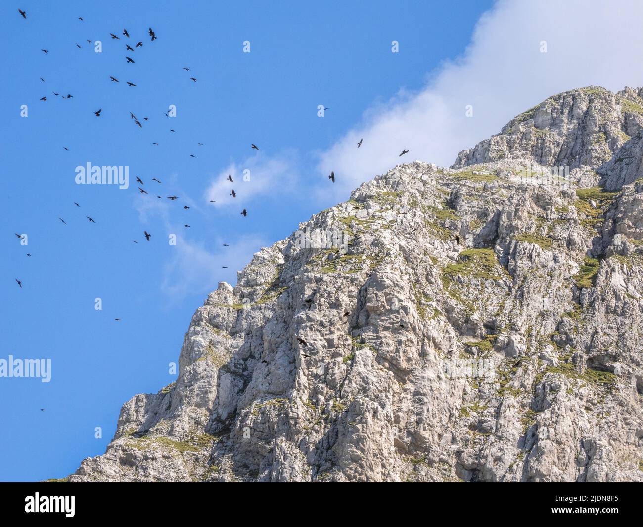Alpine Chough Pyrrhocorax graculus flocking by the dramatic north face ...