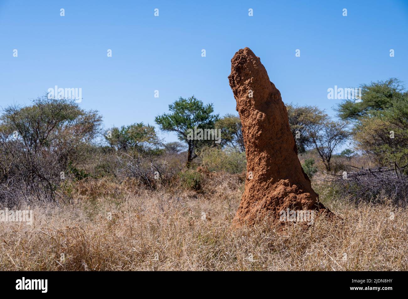 Big termites nest hi-res stock photography and images - Alamy