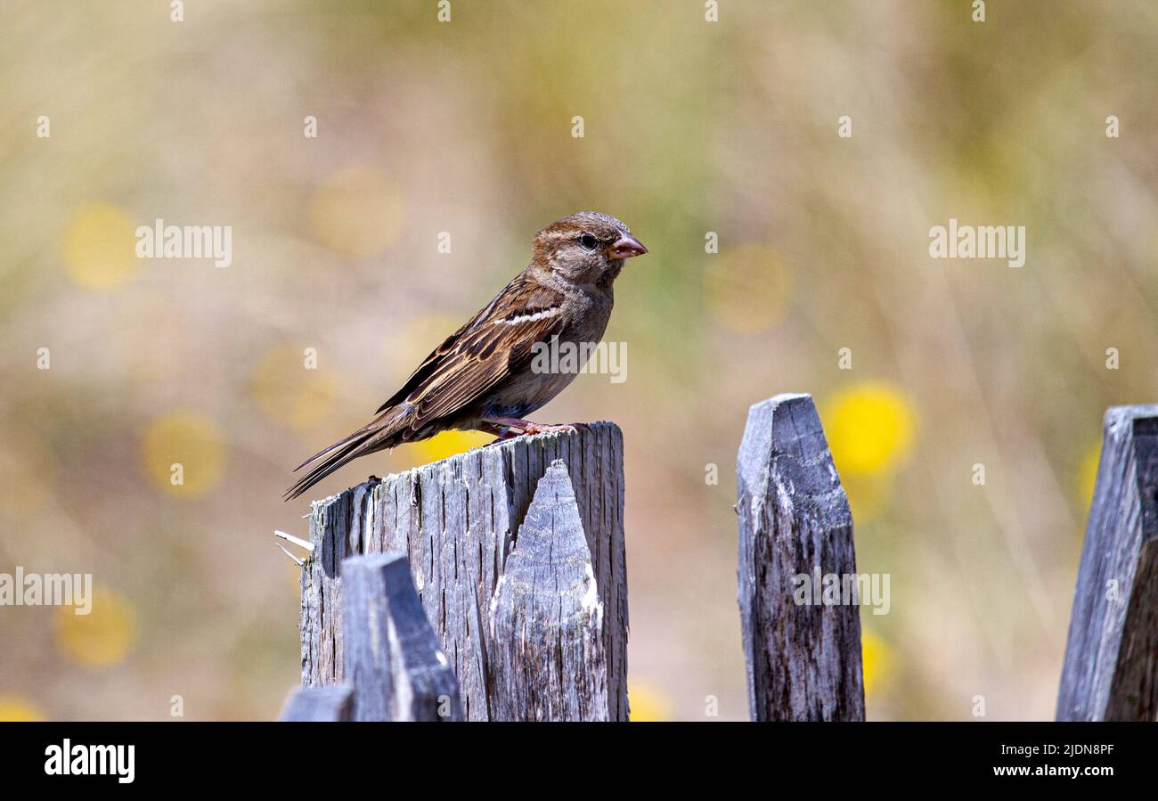 A house sparrow hunting for food along the grassy sand dunes of ...