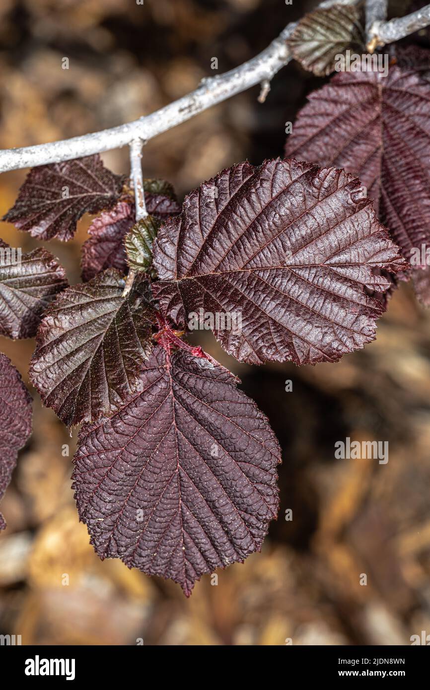 Leaves of Red Leaf Filbert (Corylus maxima ‘Rote Zeller’ Stock Photo ...
