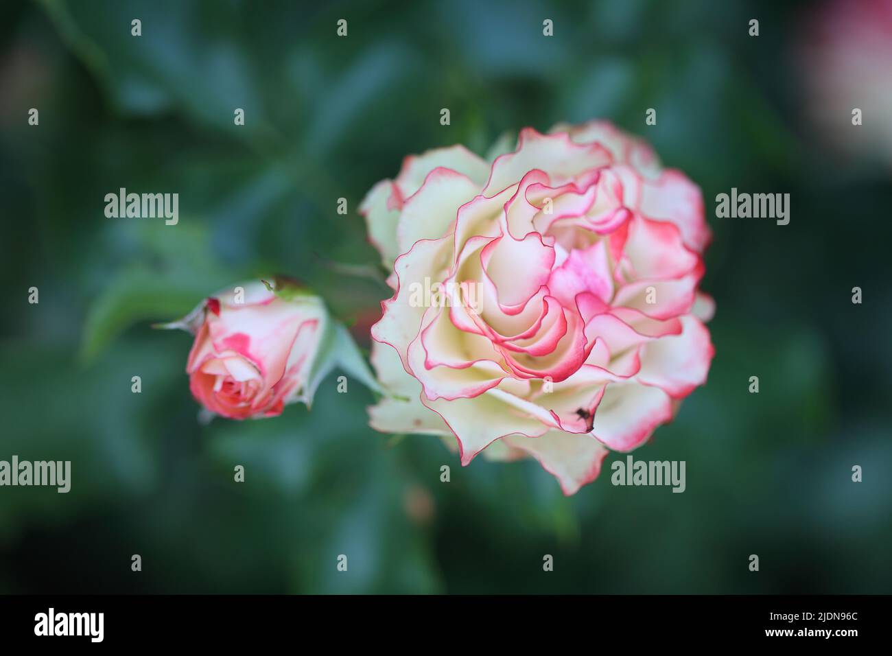 beautiful cream white rose with pink edges at the petals with bursting ...