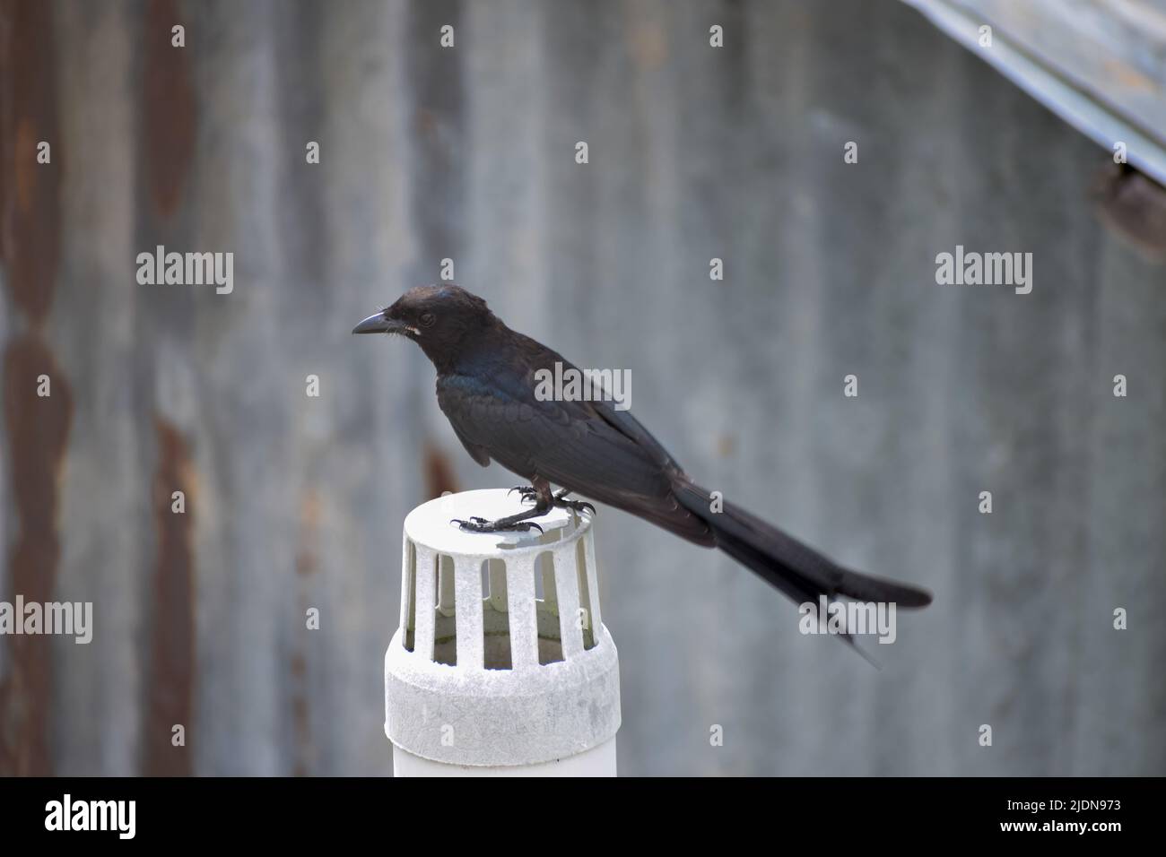 Ashy drongo on tree hi-res stock photography and images - Alamy