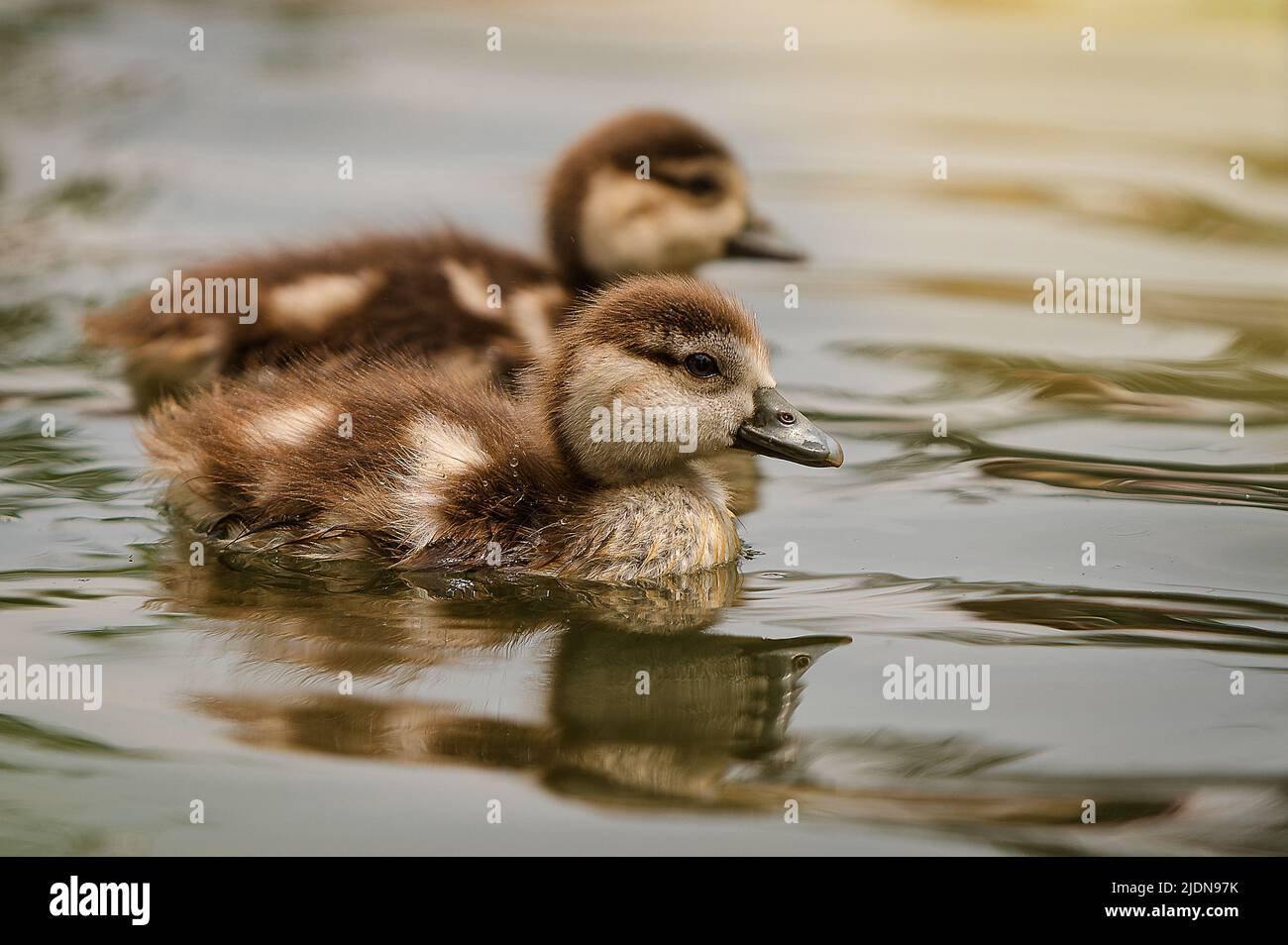 Enten haltung hi-res stock photography and images - Alamy