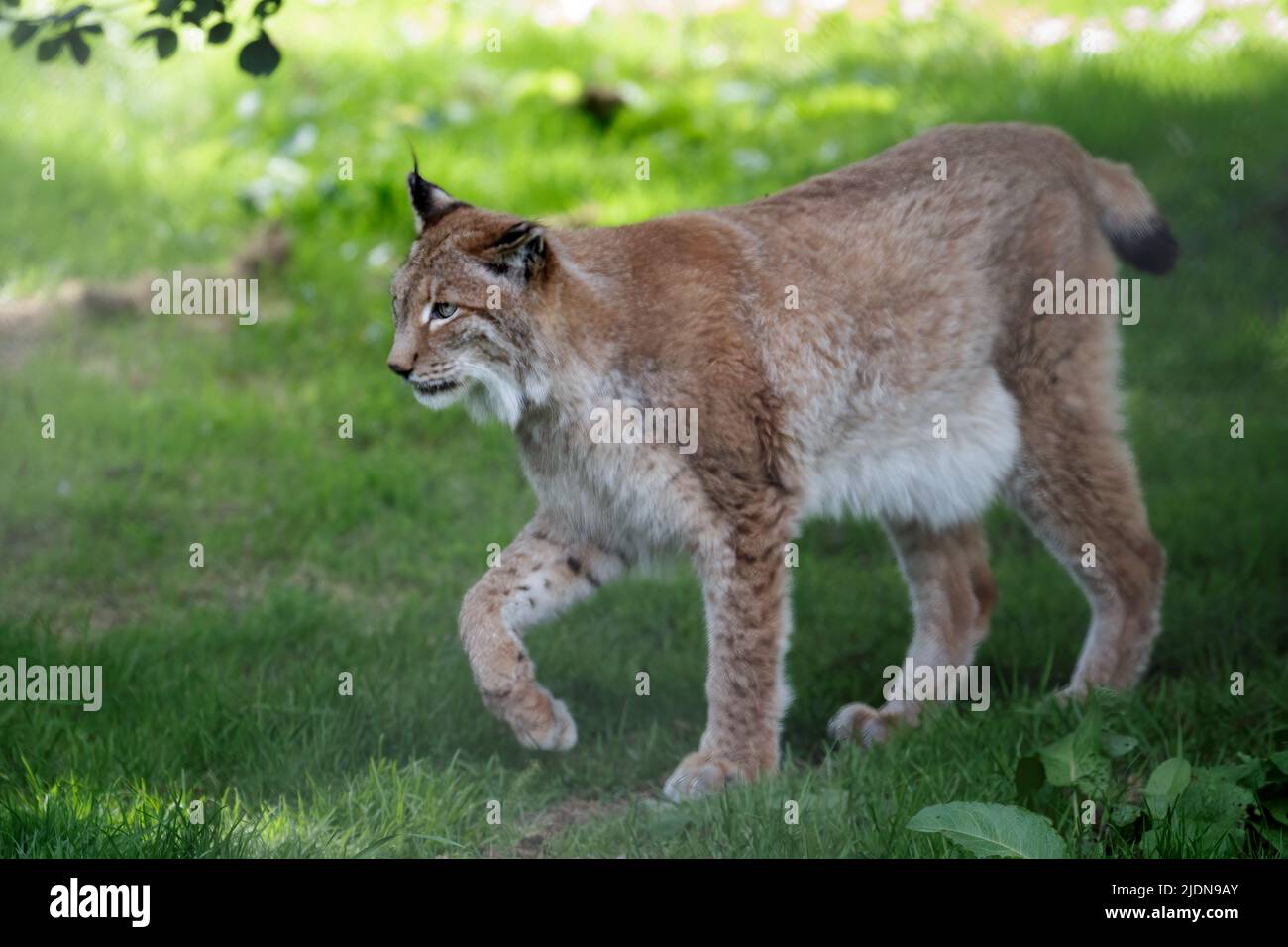 Northern Lynx walking around its domain Stock Photo - Alamy