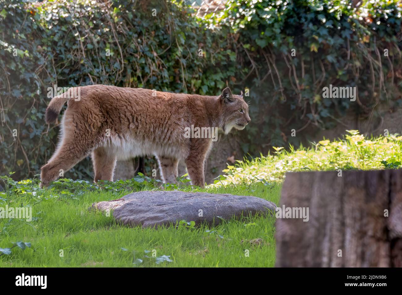 Northern Lynx walking around its domain Stock Photo - Alamy