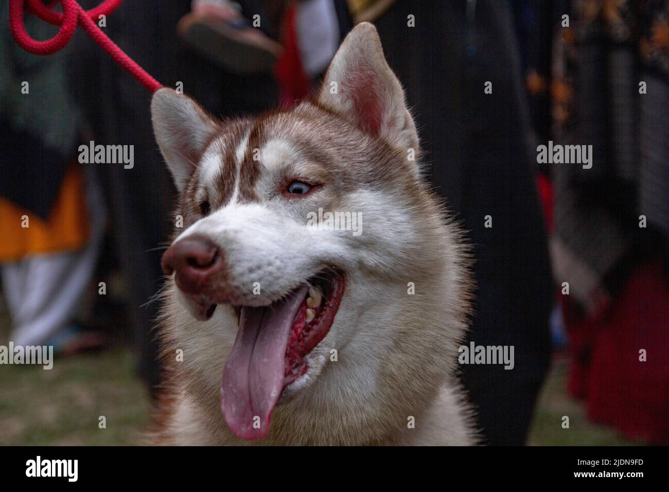 Group dog breeds variety hi-res stock photography and images - Alamy