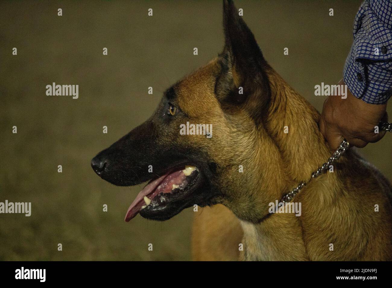 Dog breeds variety hi-res stock photography and images - Alamy