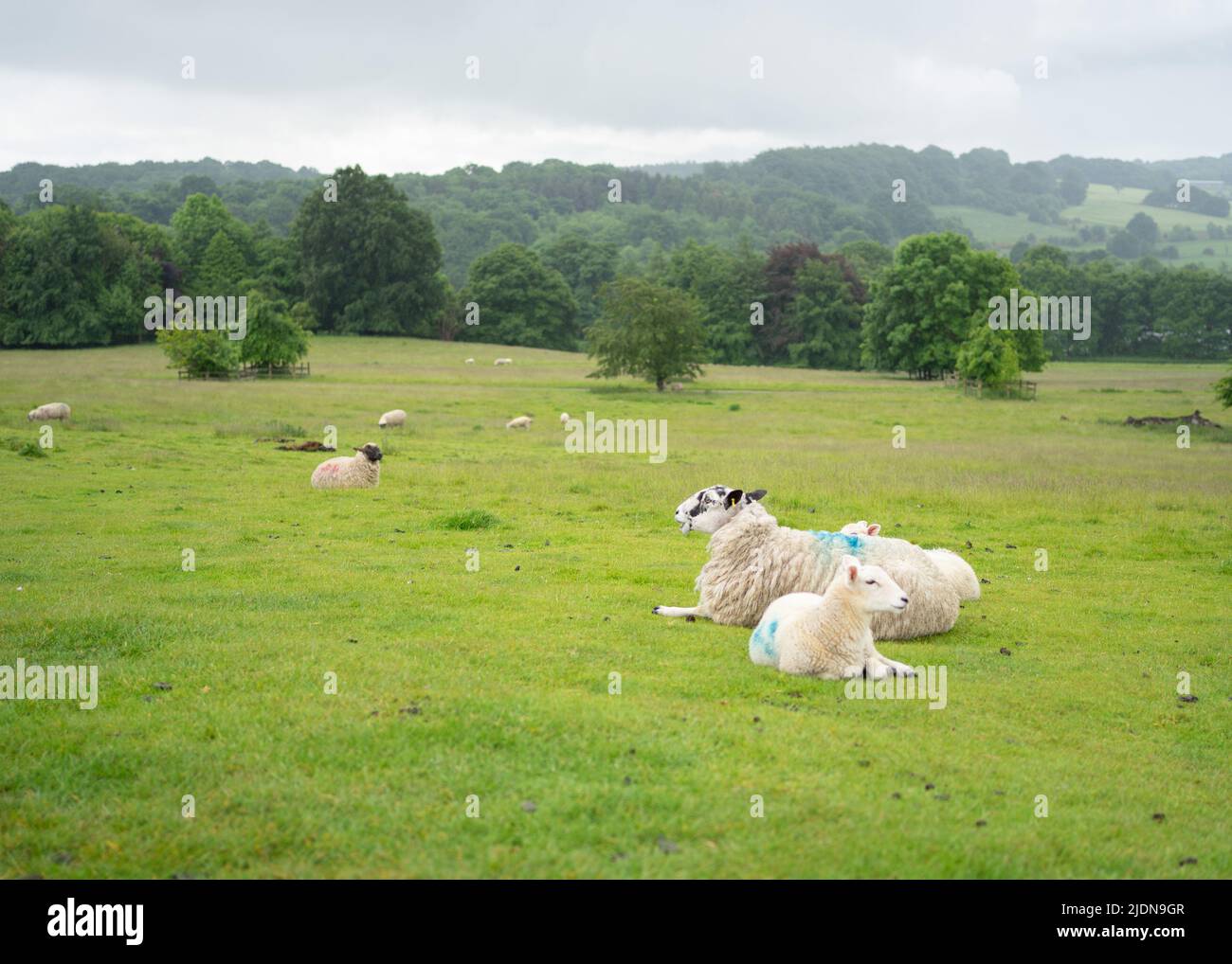 Sheep lying in a field Stock Photo - Alamy