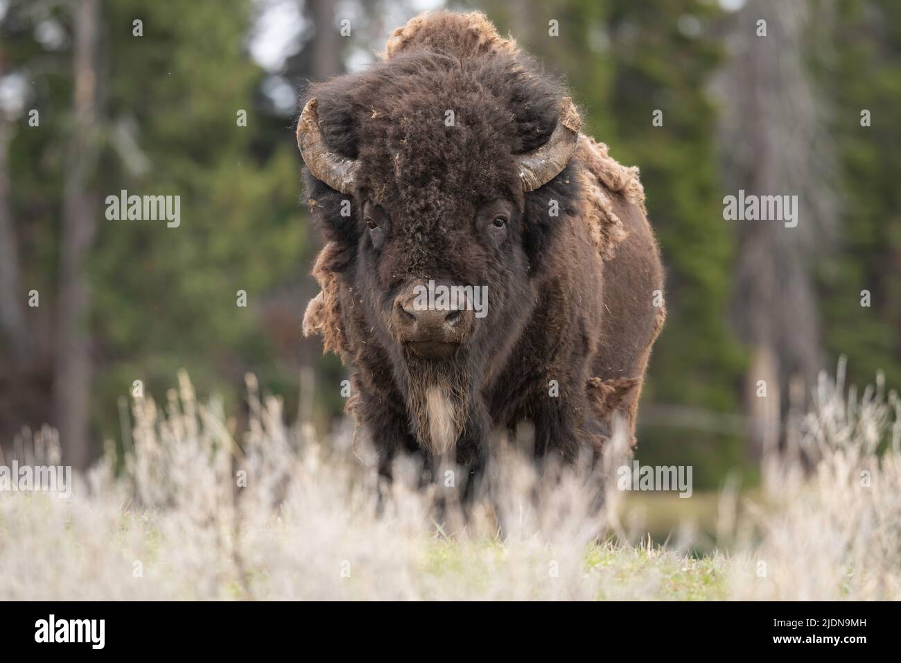 Yellowstone bison hi-res stock photography and images - Alamy