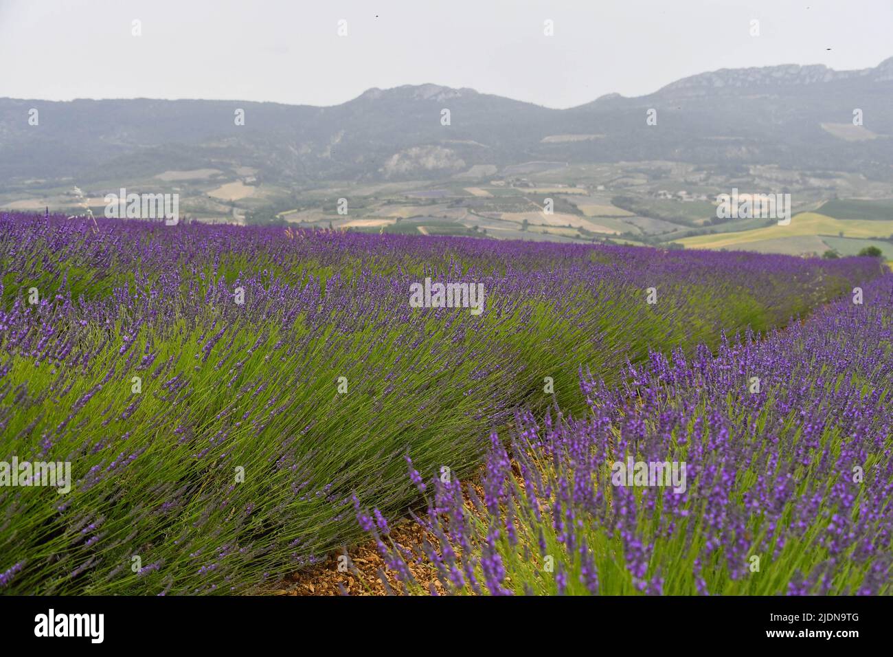 View of the lavender fields in Provence in the south of France on June ...