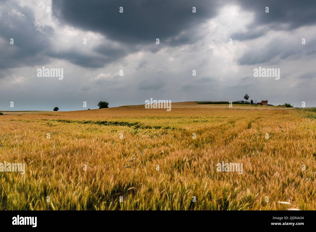 Grano maturo hi-res stock photography and images - Alamy