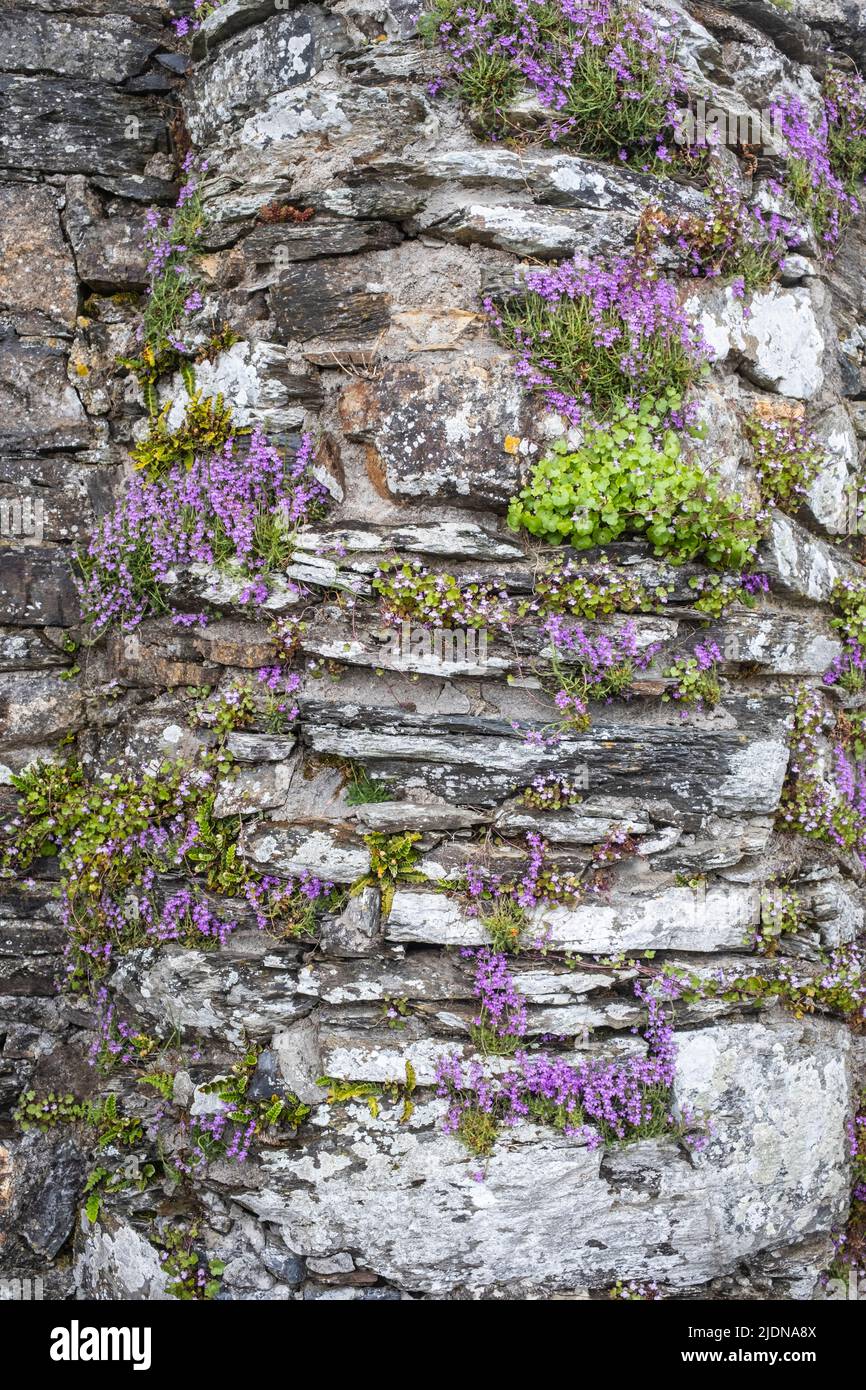 Stone and vegetation hi-res stock photography and images - Alamy