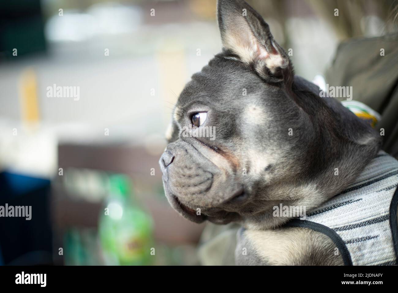 Cute pet of small breed. Dog in his arms. Animal on street Stock Photo ...
