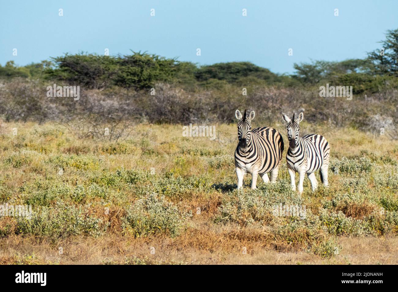 Zebra in the grass nature habitat, Namibia Africa Stock Photo - Alamy