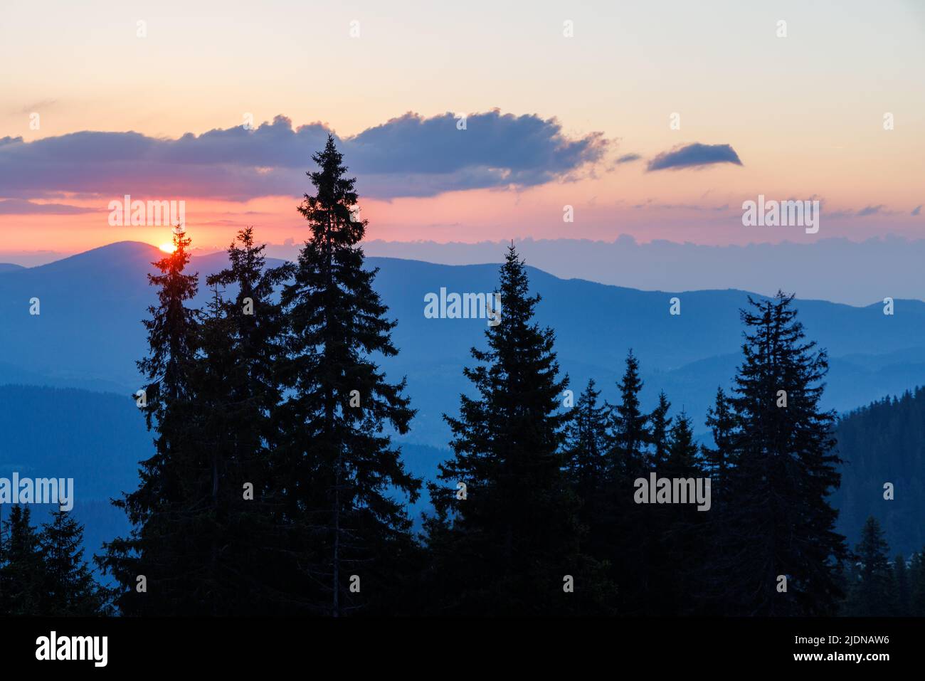 Dark dense tall silhouettes of thorny fir trees in the mountainous ...