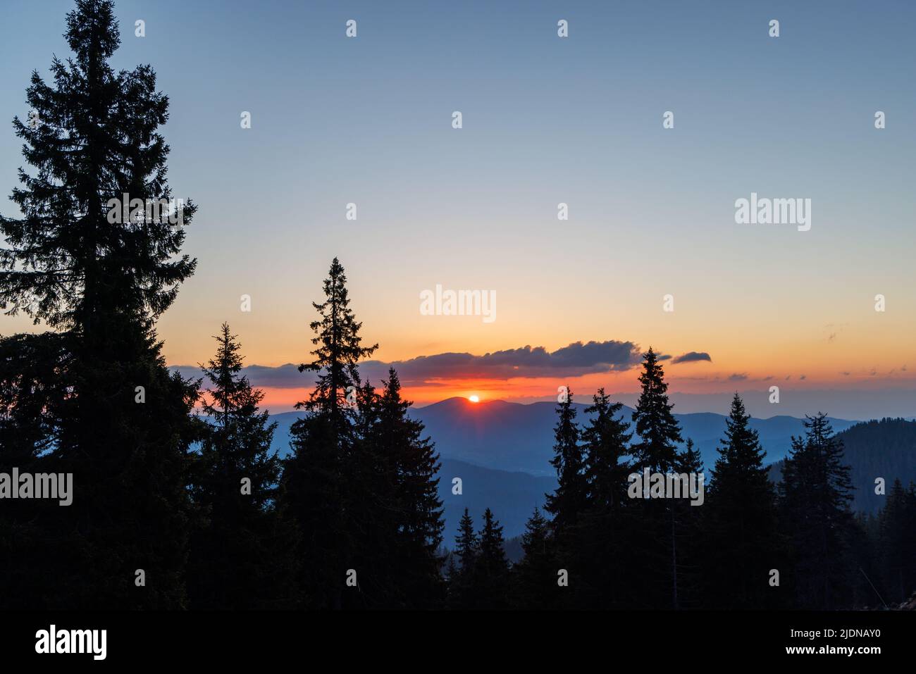 Dark dense tall silhouettes of thorny fir trees in the mountainous ...