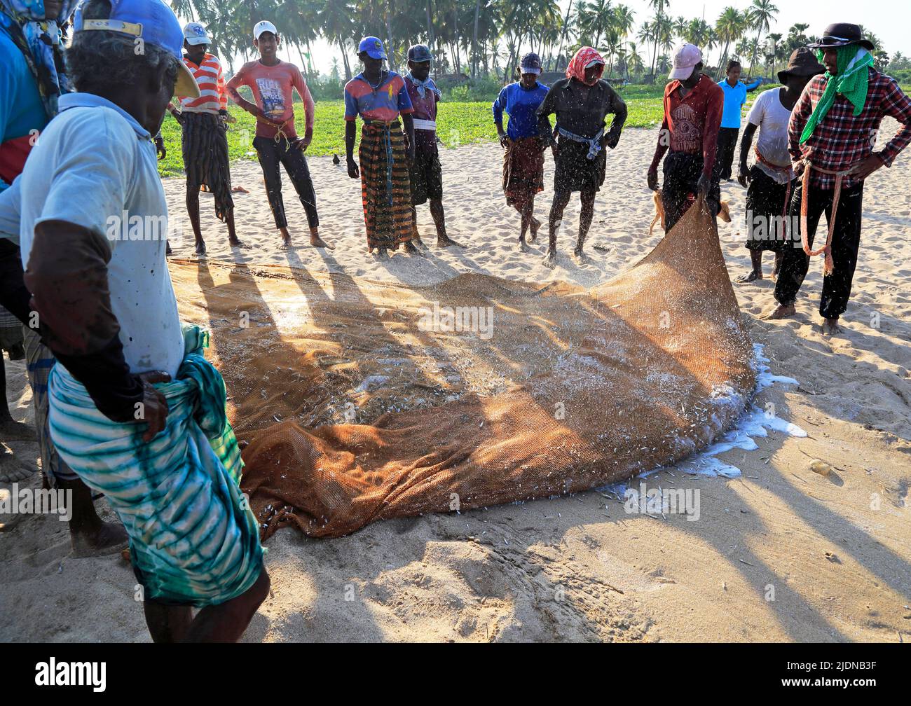 Traditional fishing catch landed in net Nilavelli beach , near ...