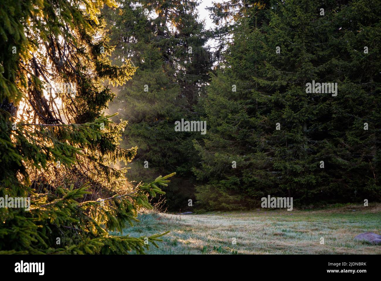 Bright morning or evening spring sun rays shine through fluffy long ...
