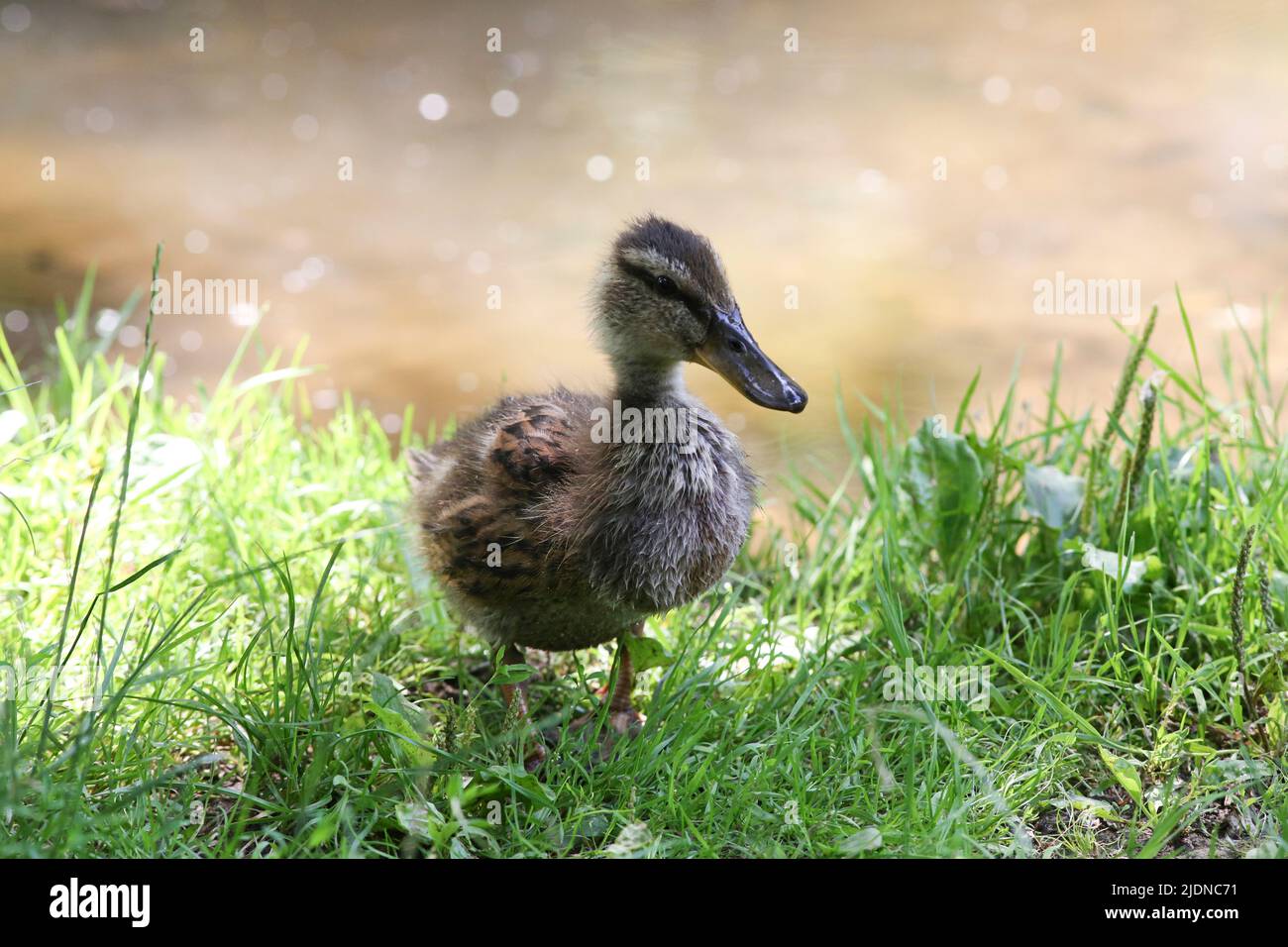 Krefeld - View to tiny and very Young Duck escaping out of the Water ...