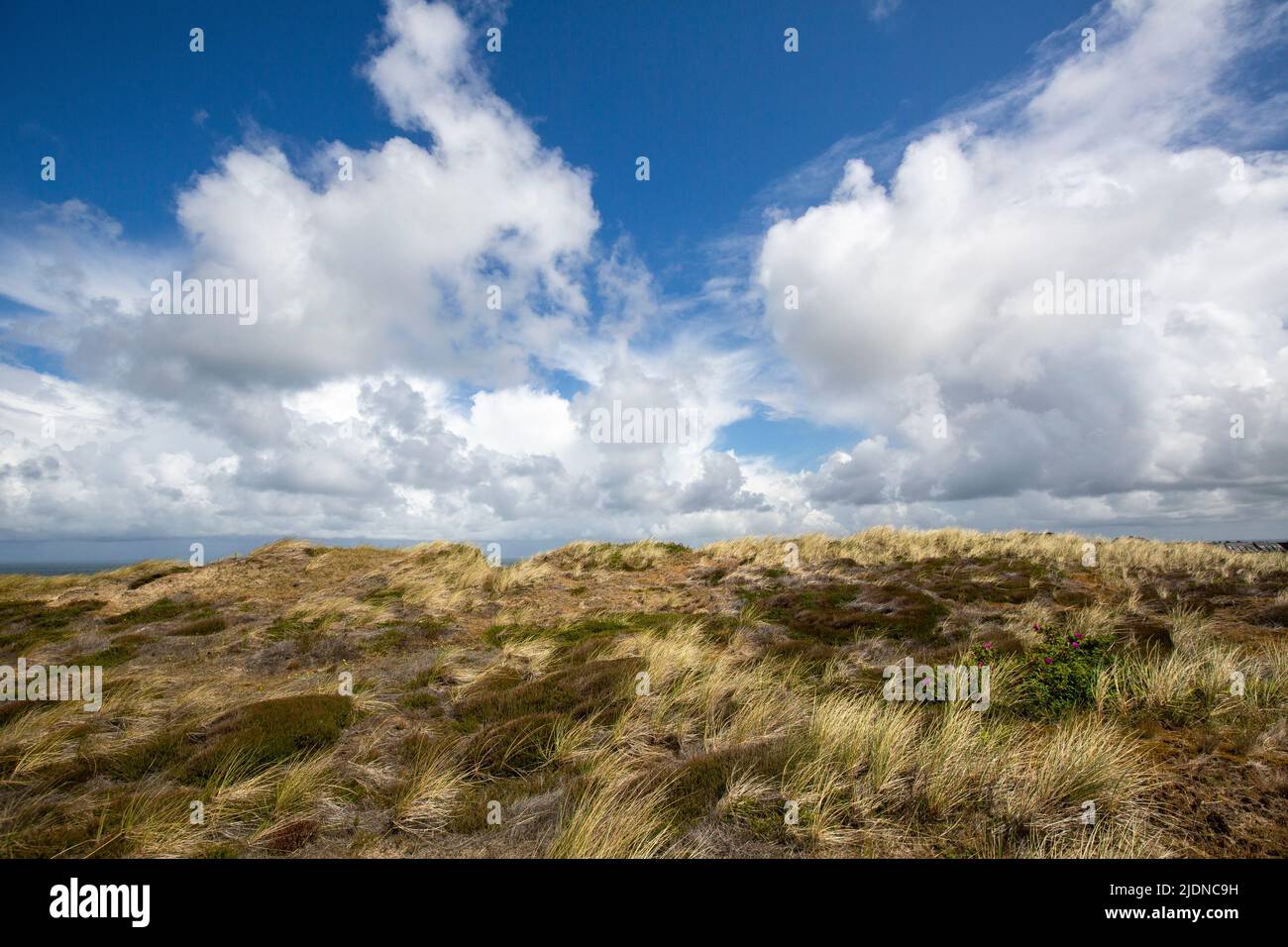 Sylt - View to awsome nature with strong wind , Sylt , 13.2022 Stock ...