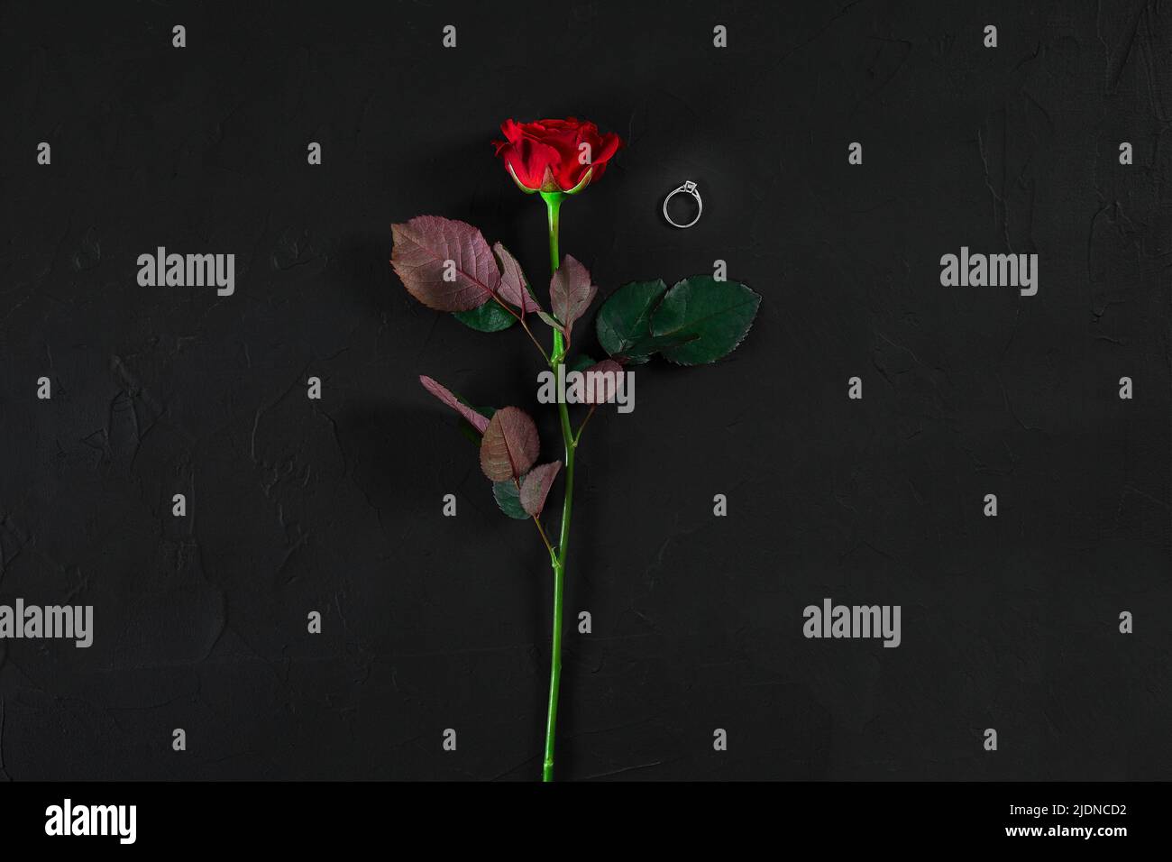 One dark red rose and the ring on black background. Romantic Val Stock ...
