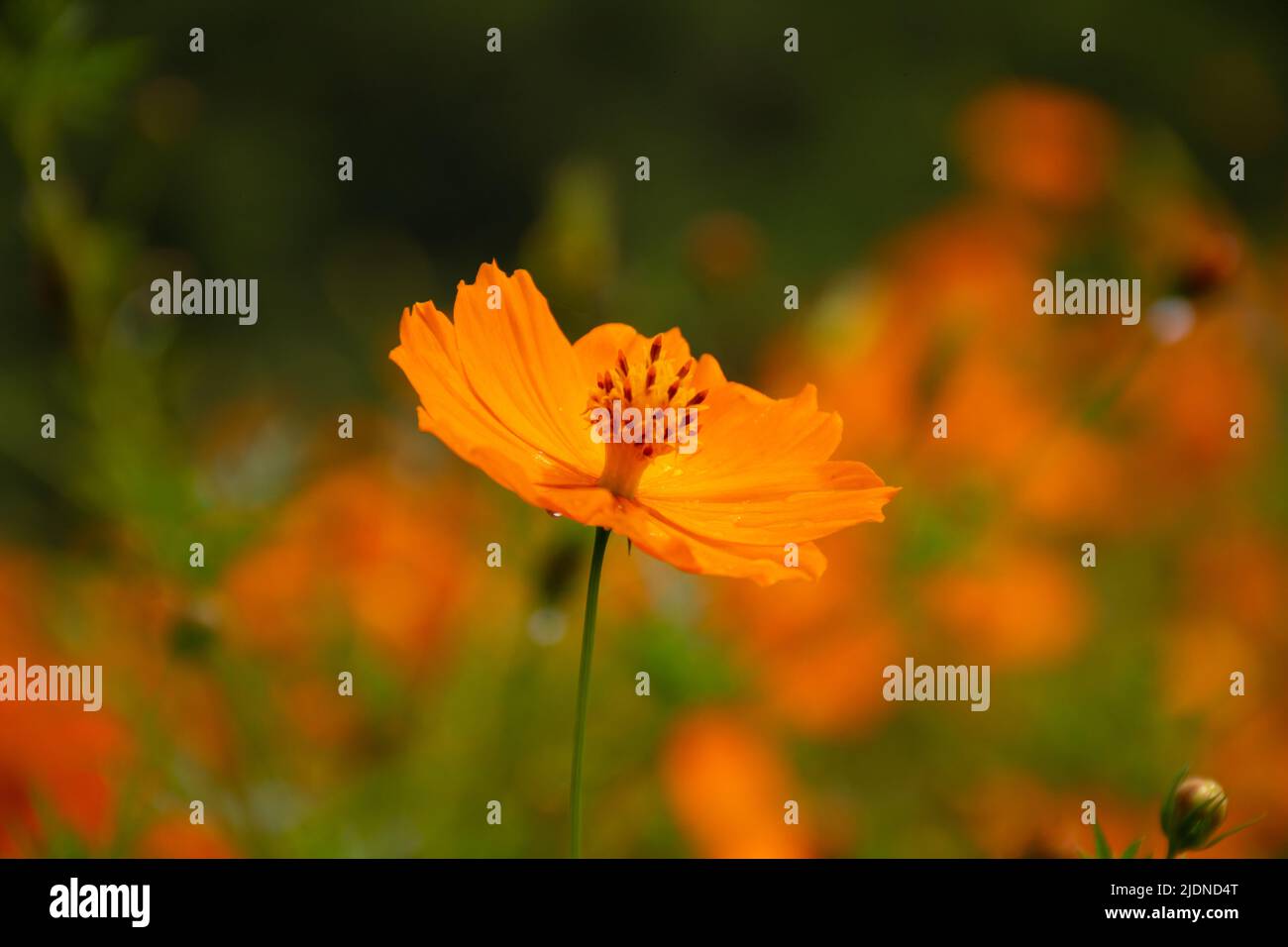 Isolated red cosmos flower hi-res stock photography and images - Alamy