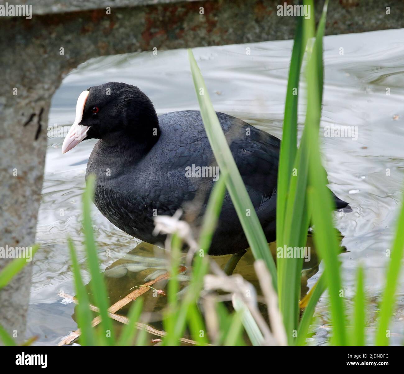 Eurasian Coot (Fulica Atra Stock Photo - Alamy