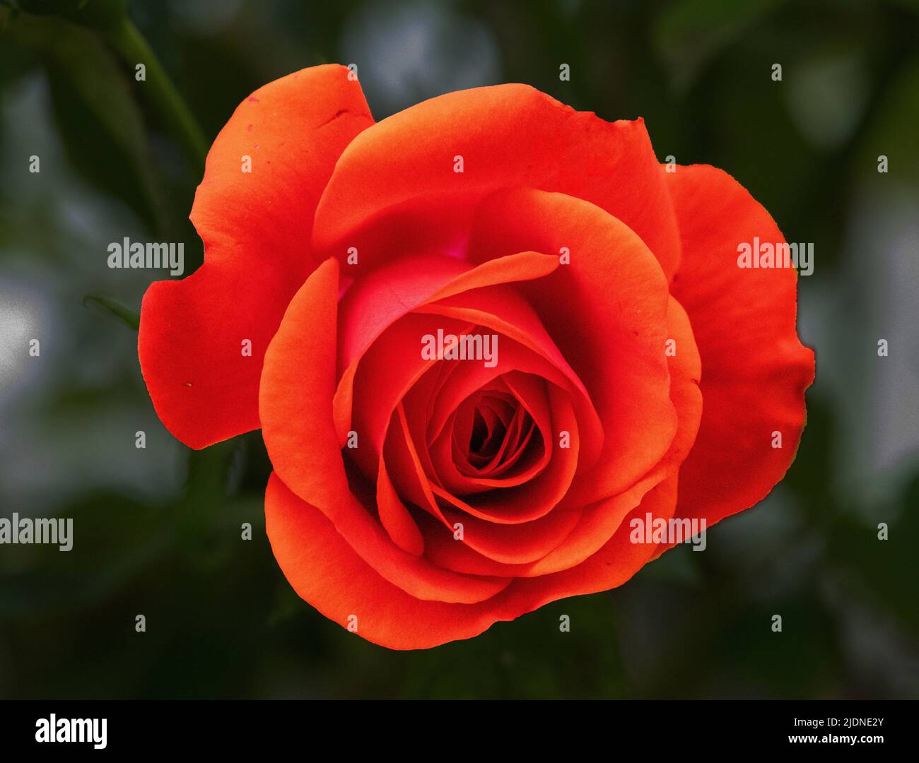 Rose contrast hi-res stock photography and images - Alamy