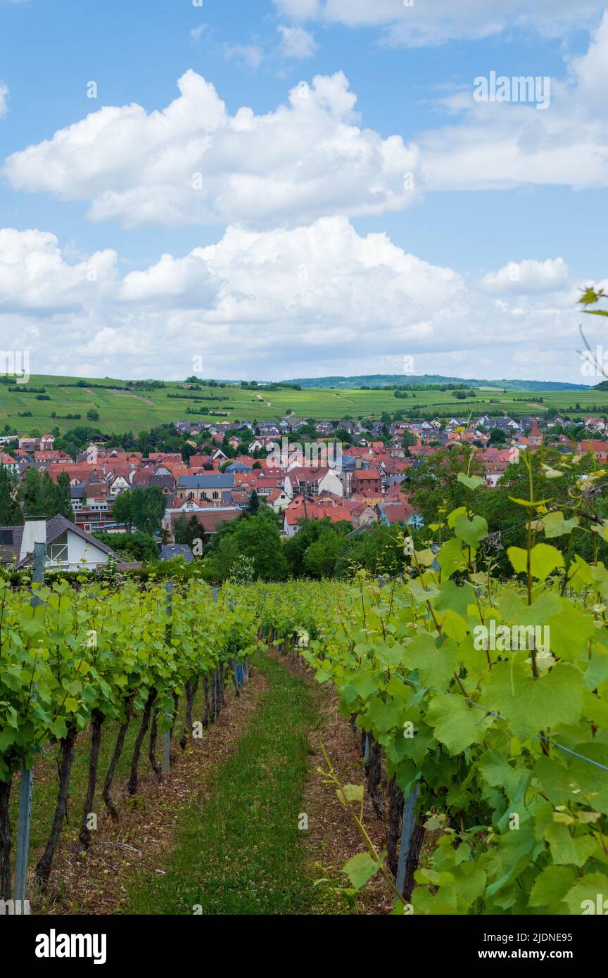 Rural landscape of Alsace in France. The small medieval town of Rosheim ...