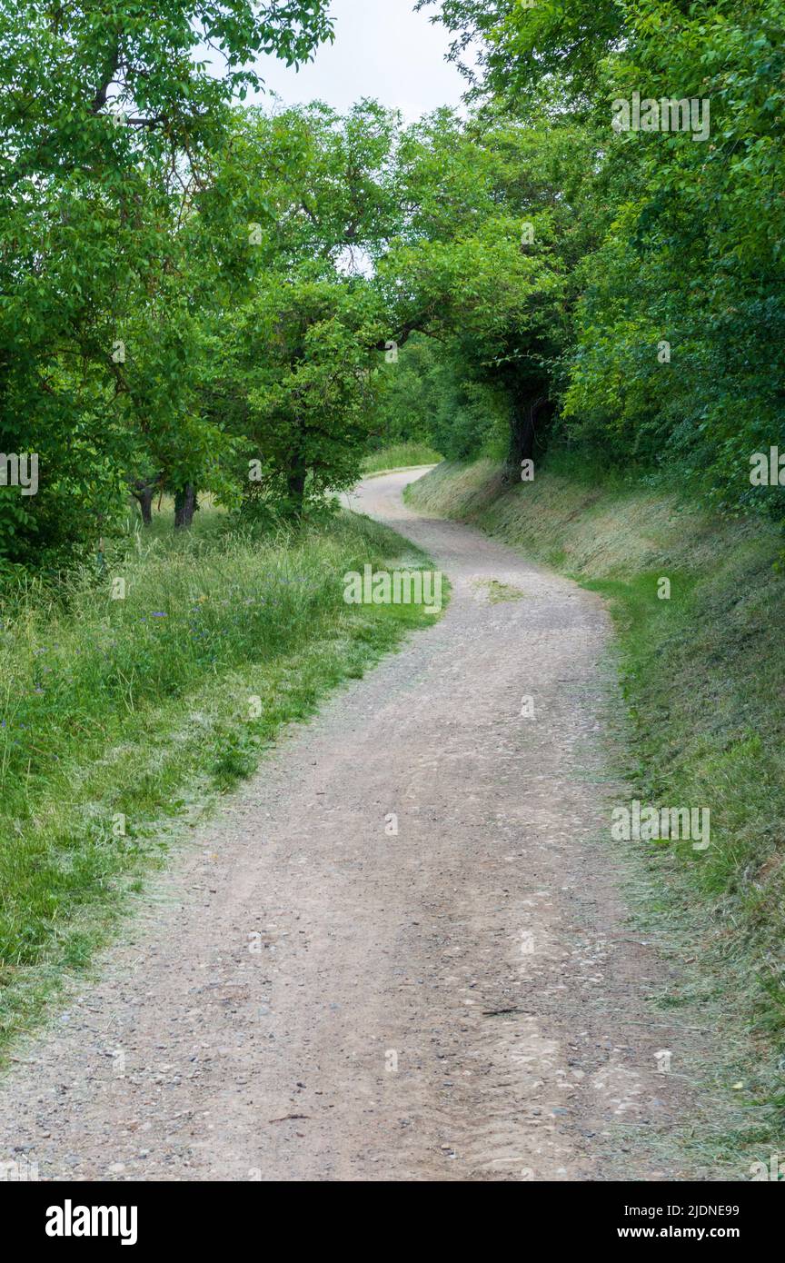 Gravel country road with green trees on the sides in the countryside of ...
