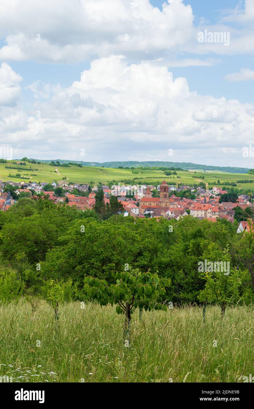 Rural landscape of Alsace in France. The small medieval town of Rosheim ...