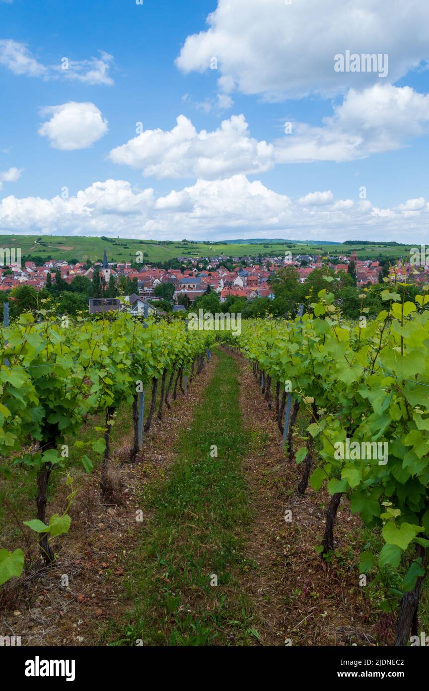 Rural landscape of Alsace in France. The small medieval town of Rosheim ...