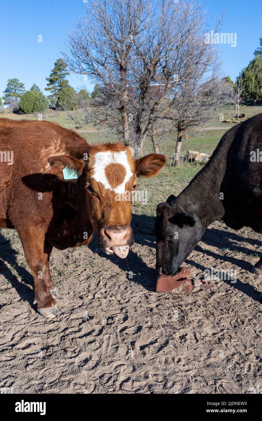 Reddish brown cow with circle of white hair on its forehead, looks at ...