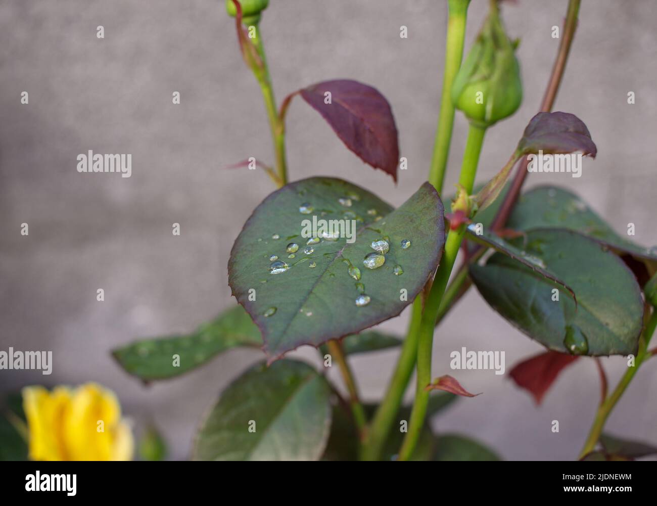 Yellow roses water drops hi-res stock photography and images - Alamy