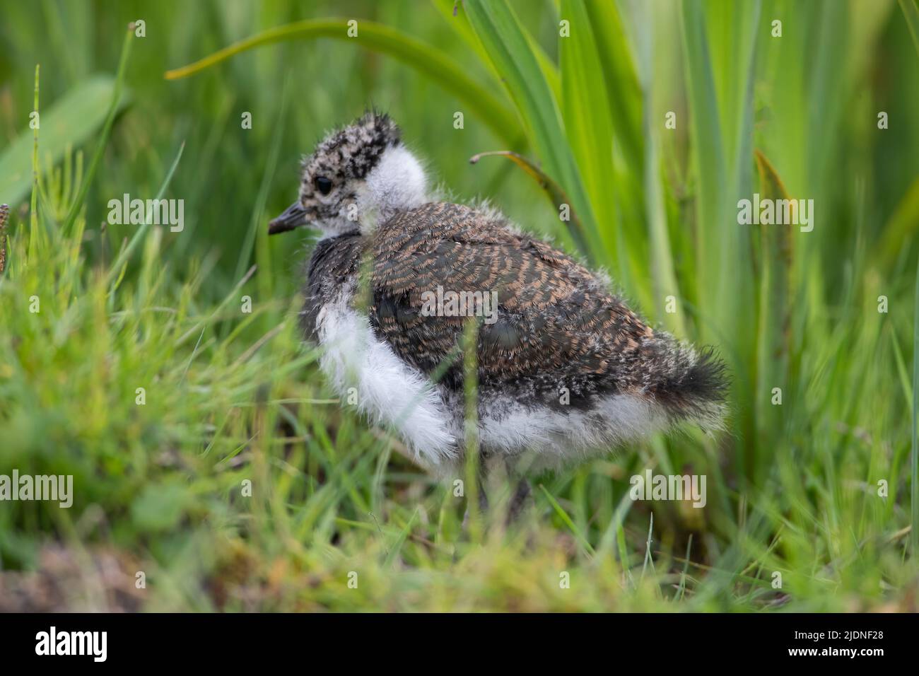Eurasian lapwing chick hi-res stock photography and images - Alamy